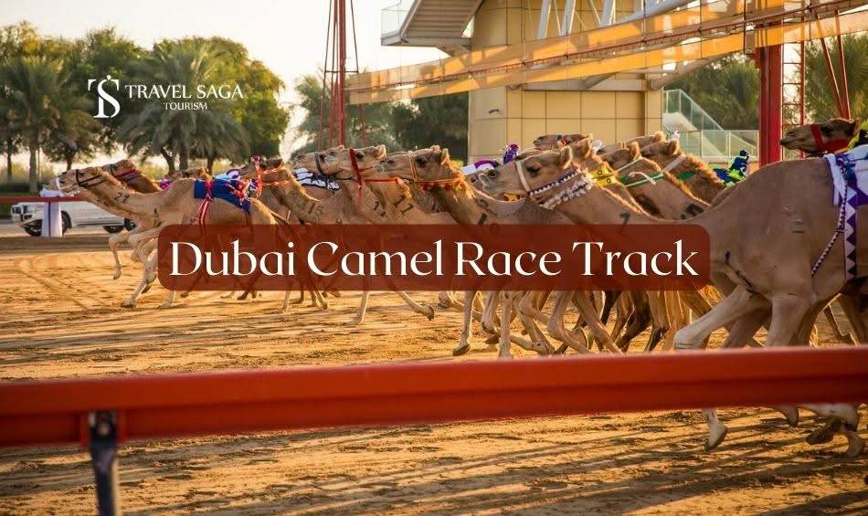 Discover the Fascinating Tradition of Dubai Camel Racing